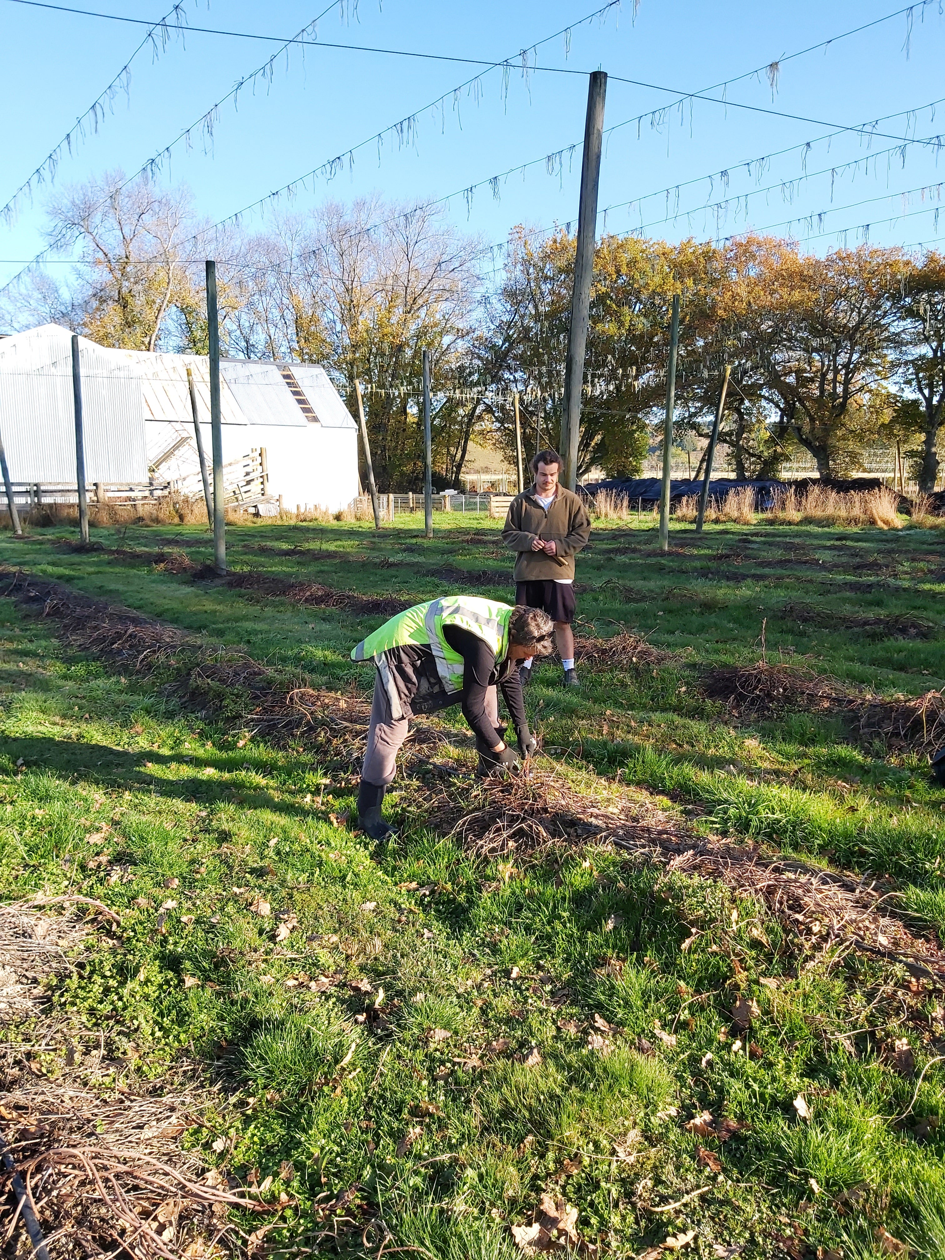 The Flax Cutter and The Hops – Silex - Tools For Life