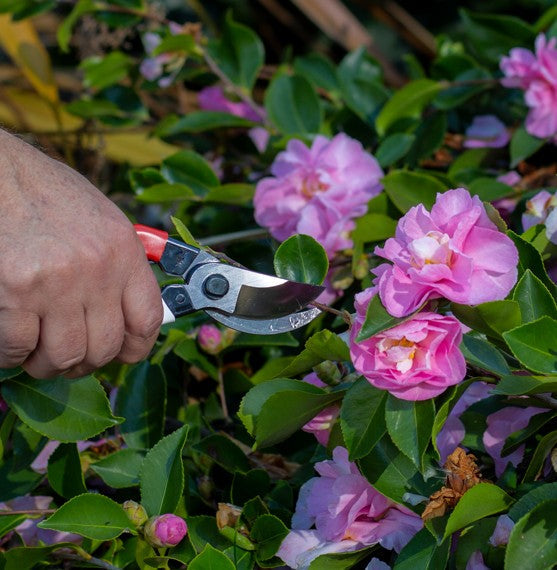 Garden – Silky Store